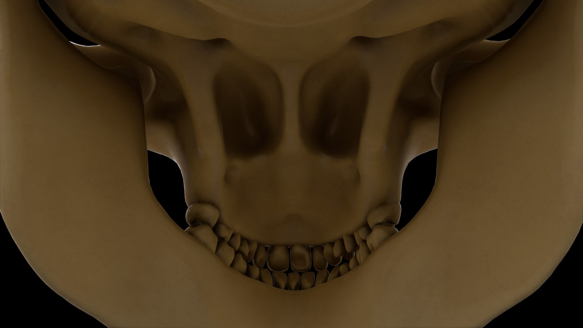 3D Model Human Skull Teeth - TurboSquid 1383799