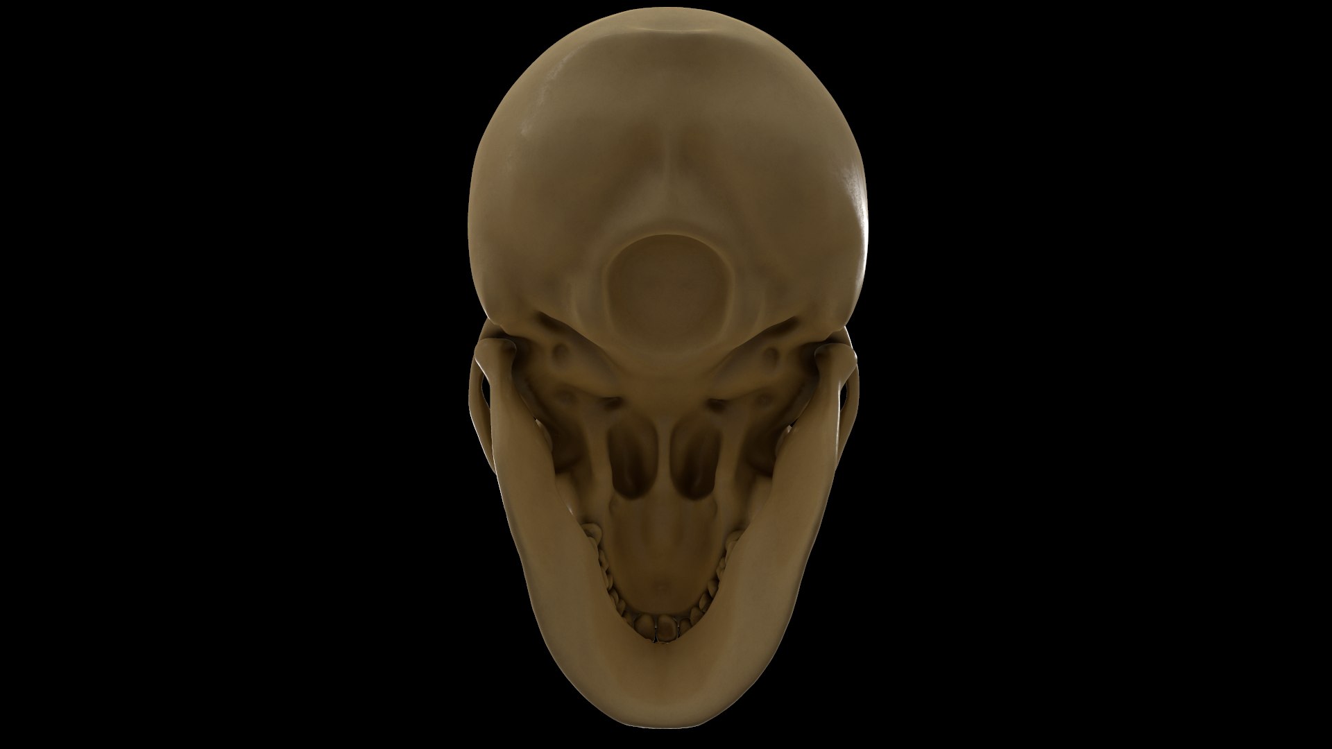3D Model Human Skull Teeth - TurboSquid 1383799