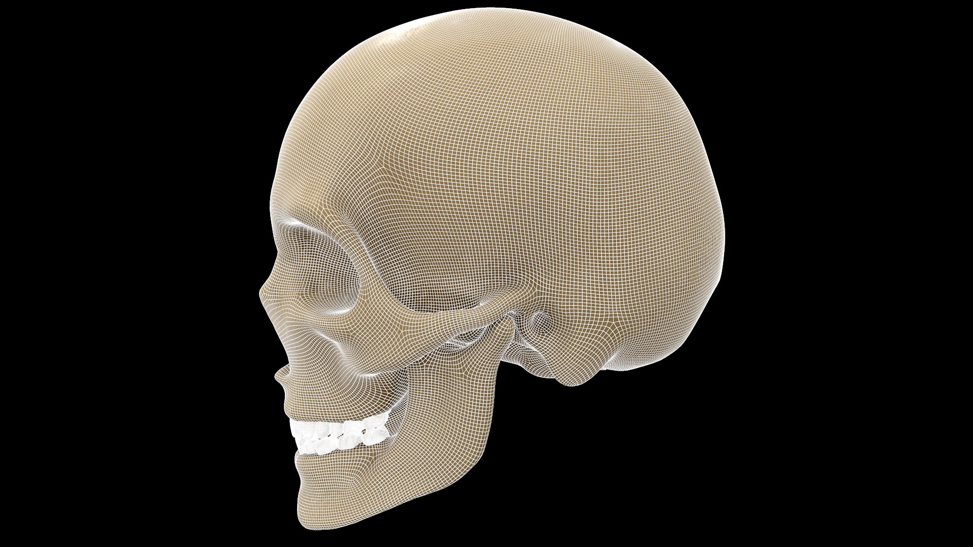 3D Model Human Skull Teeth - TurboSquid 1383799