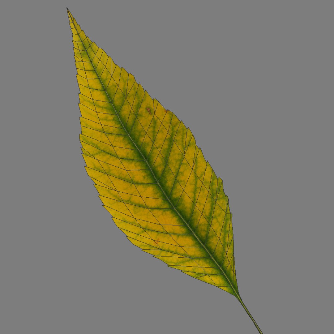 3ds Max Autumn Leaf