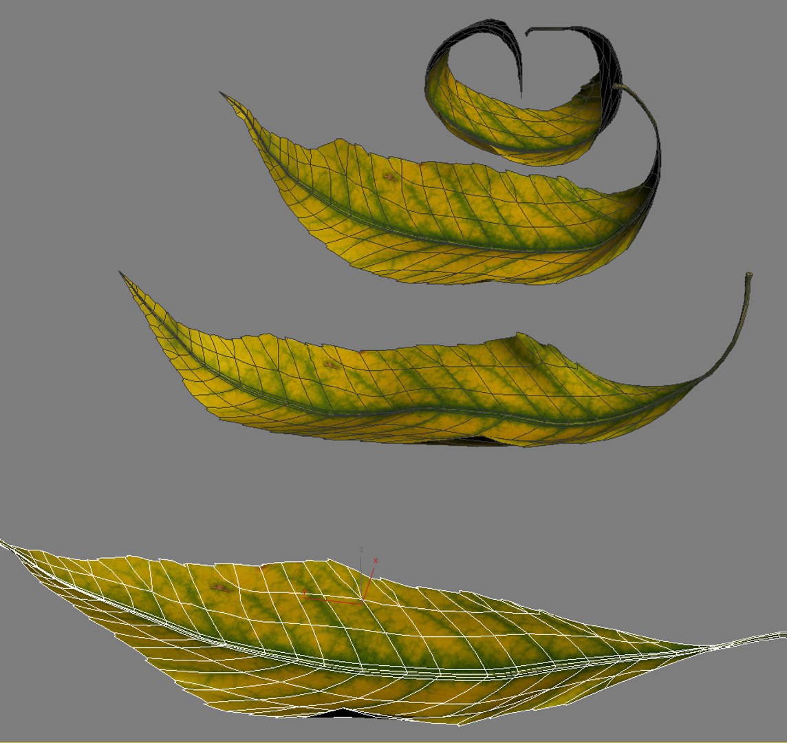 3ds Max Autumn Leaf