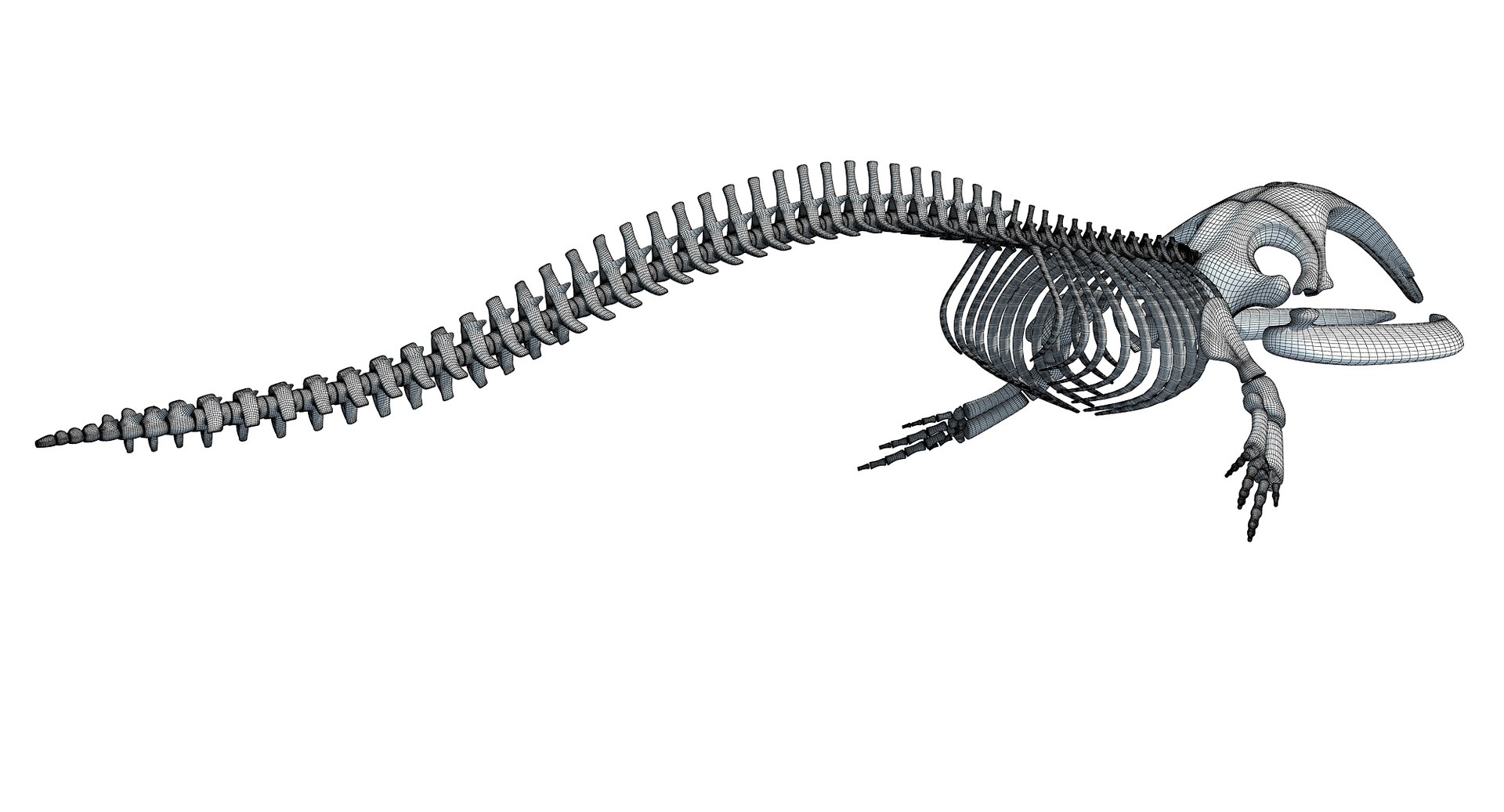 Whale skeletons 3D model - TurboSquid 1258401