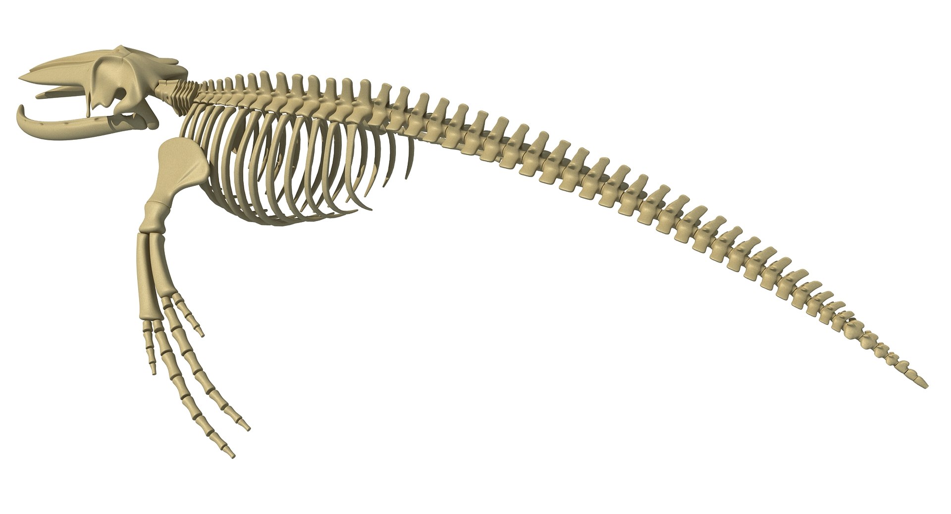 Whale skeletons 3D model - TurboSquid 1258401