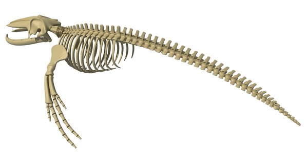 modelo 3d Modelos de esqueletos de ballena - TurboSquid 1258401