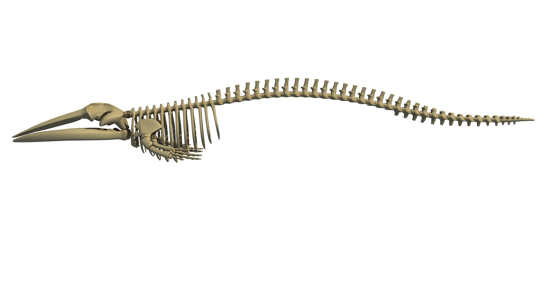 Whale Skeletons 3D Model - TurboSquid 1258401
