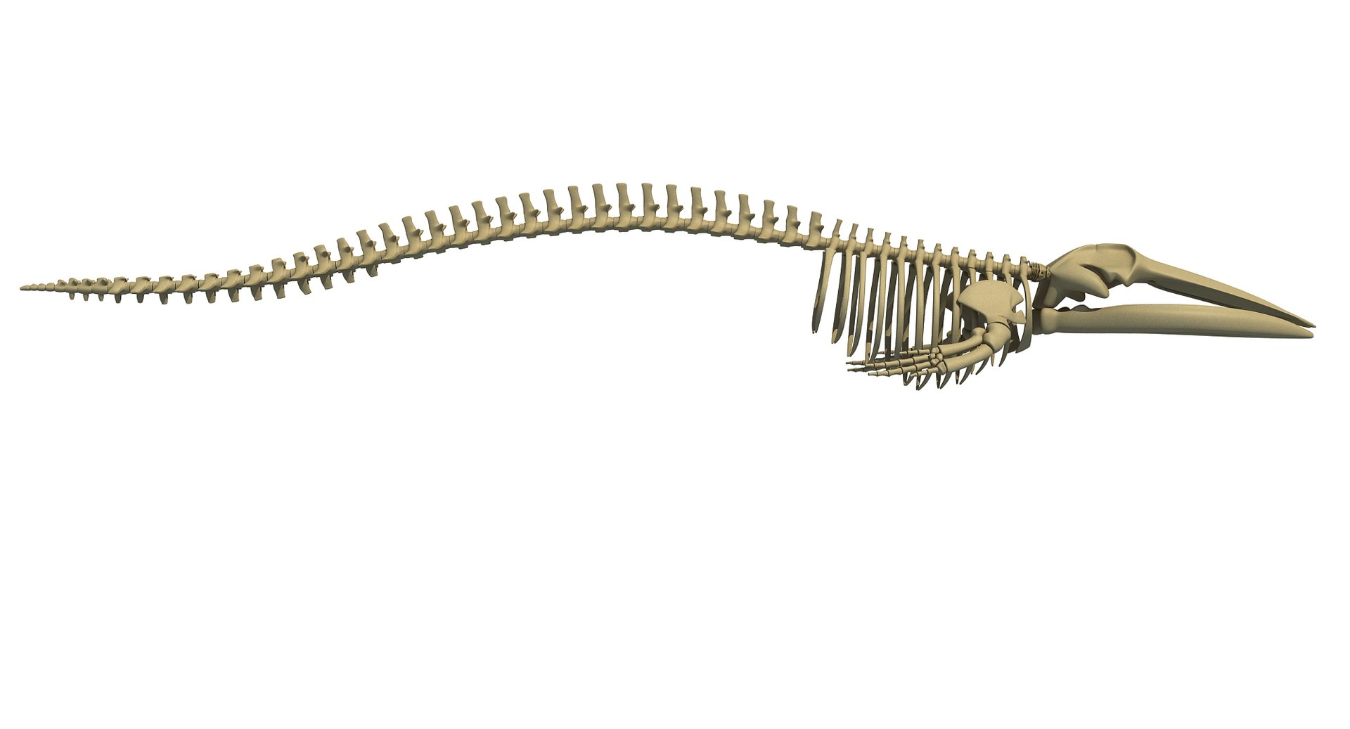 Whale Skeletons 3D Model - TurboSquid 1258401