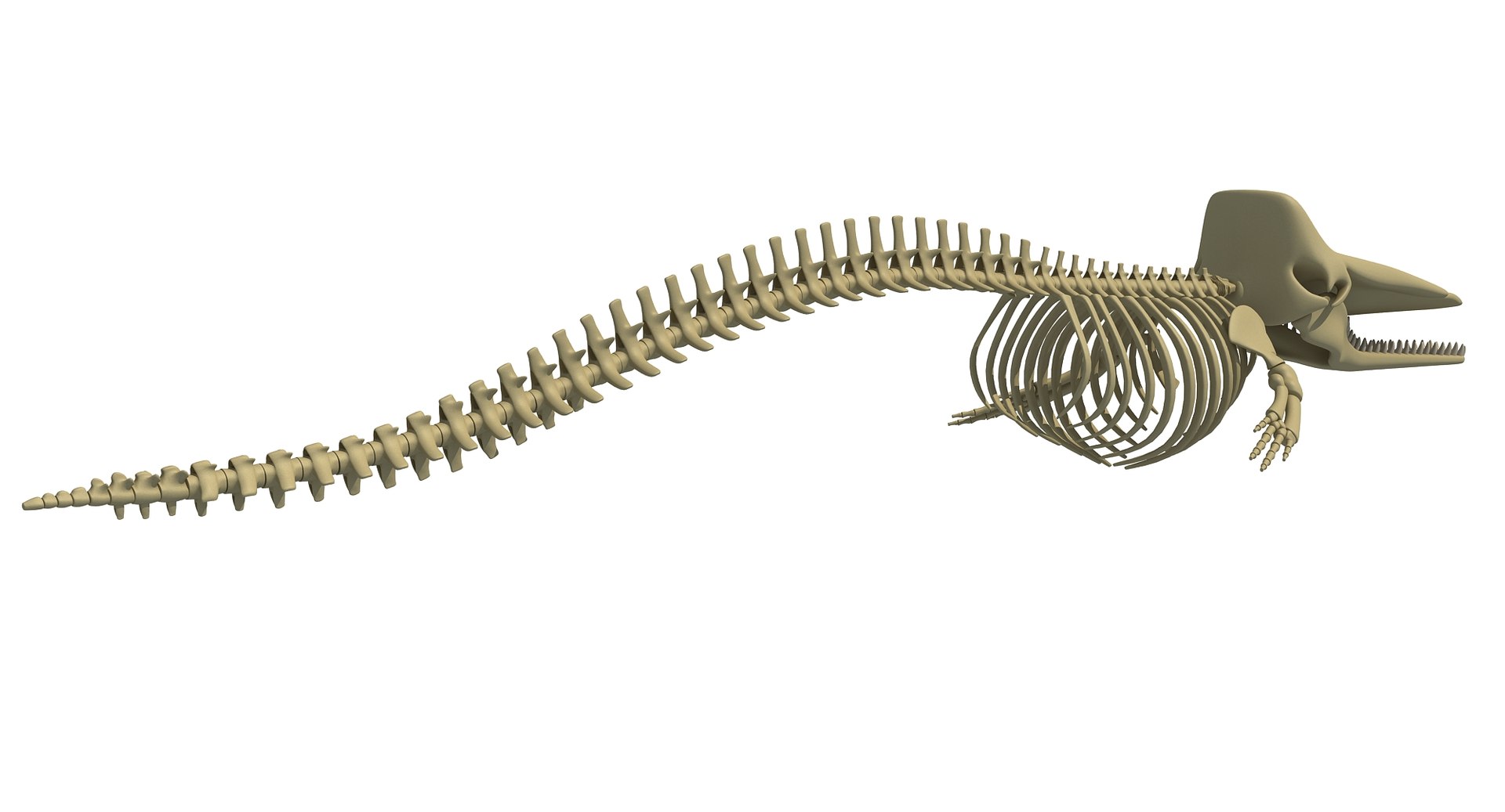 Whale skeletons 3D model - TurboSquid 1258401