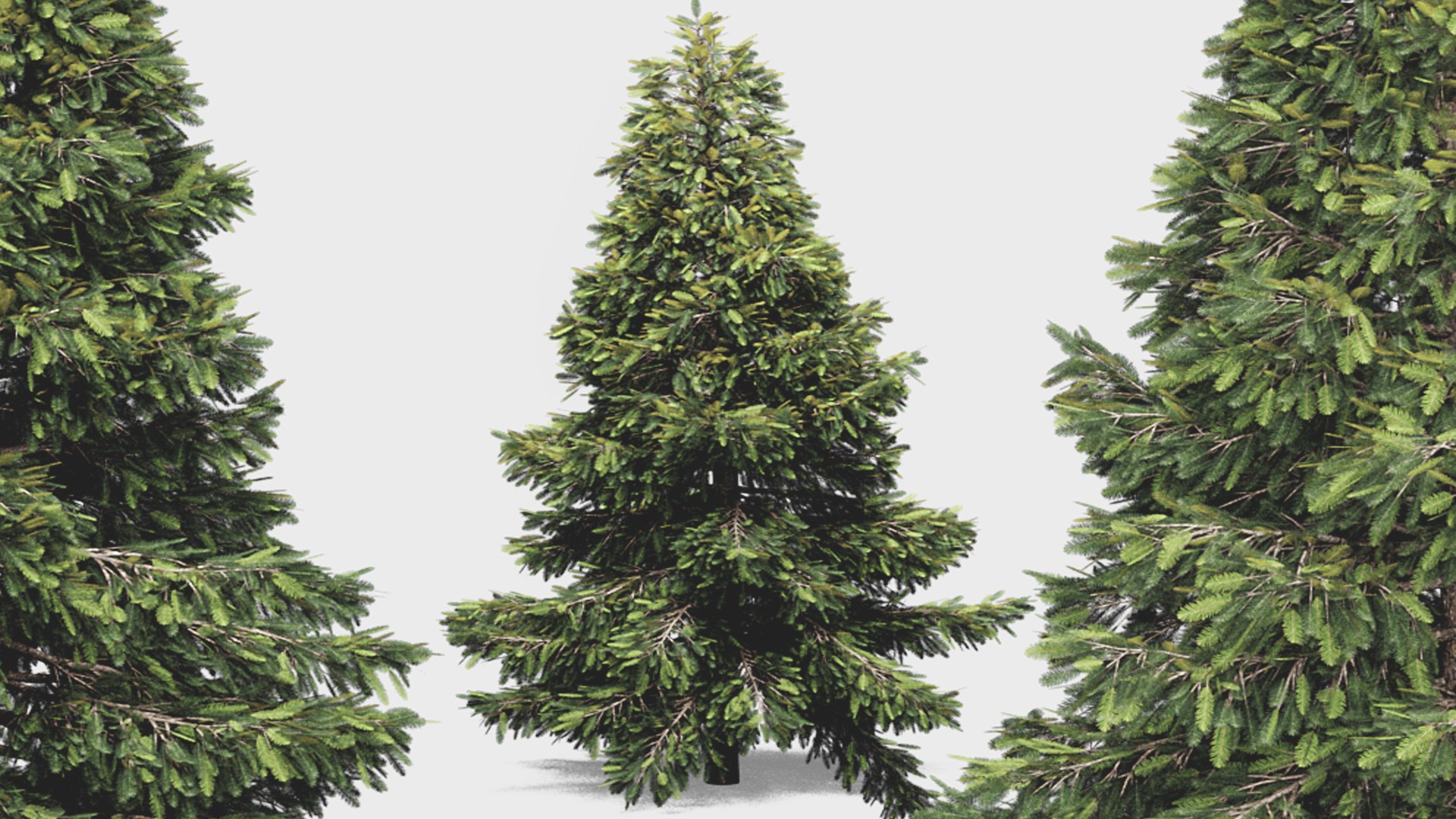 Spruce Model - TurboSquid 1817872