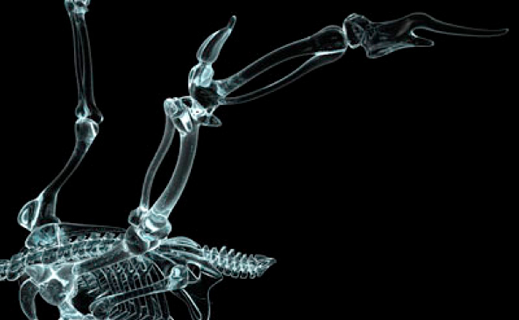 Bird Skeleton C4d