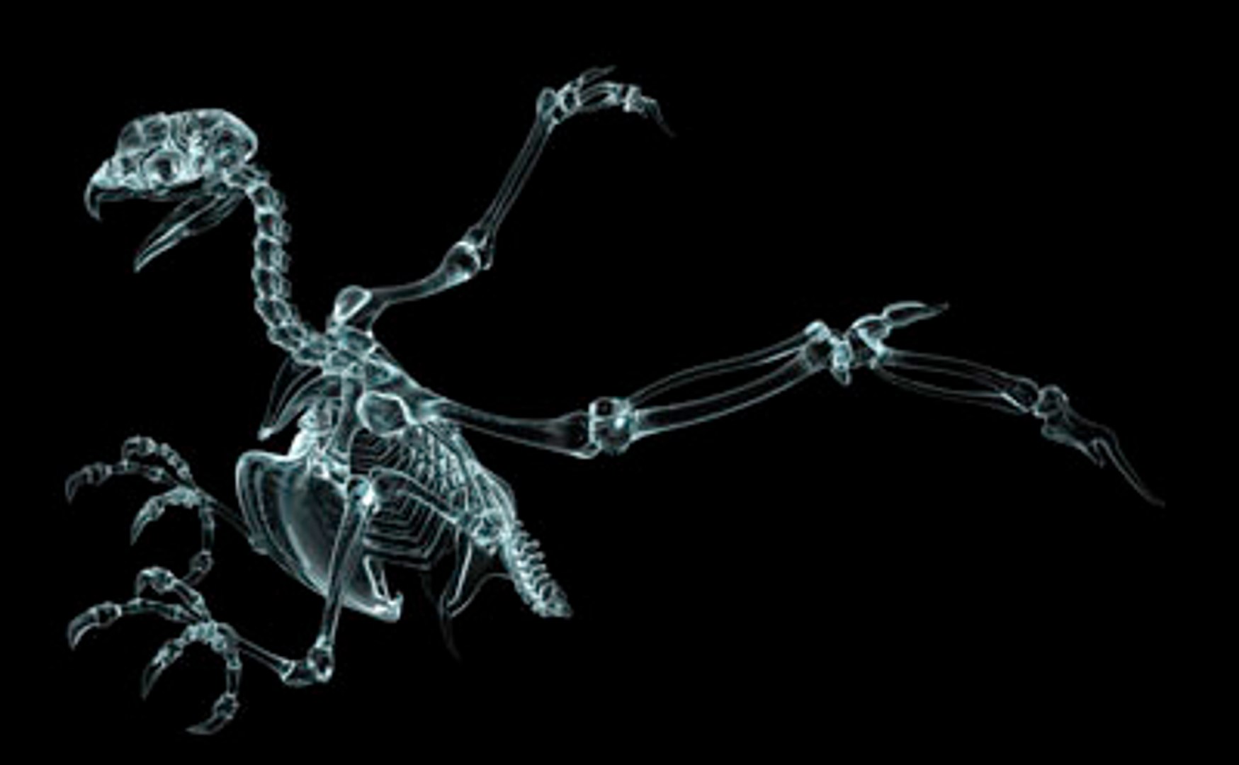 Bird Skeleton C4d