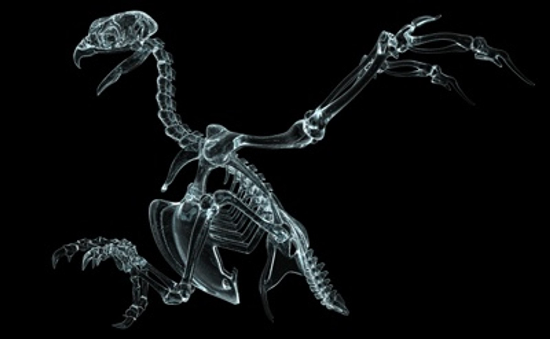 Bird Skeleton C4d