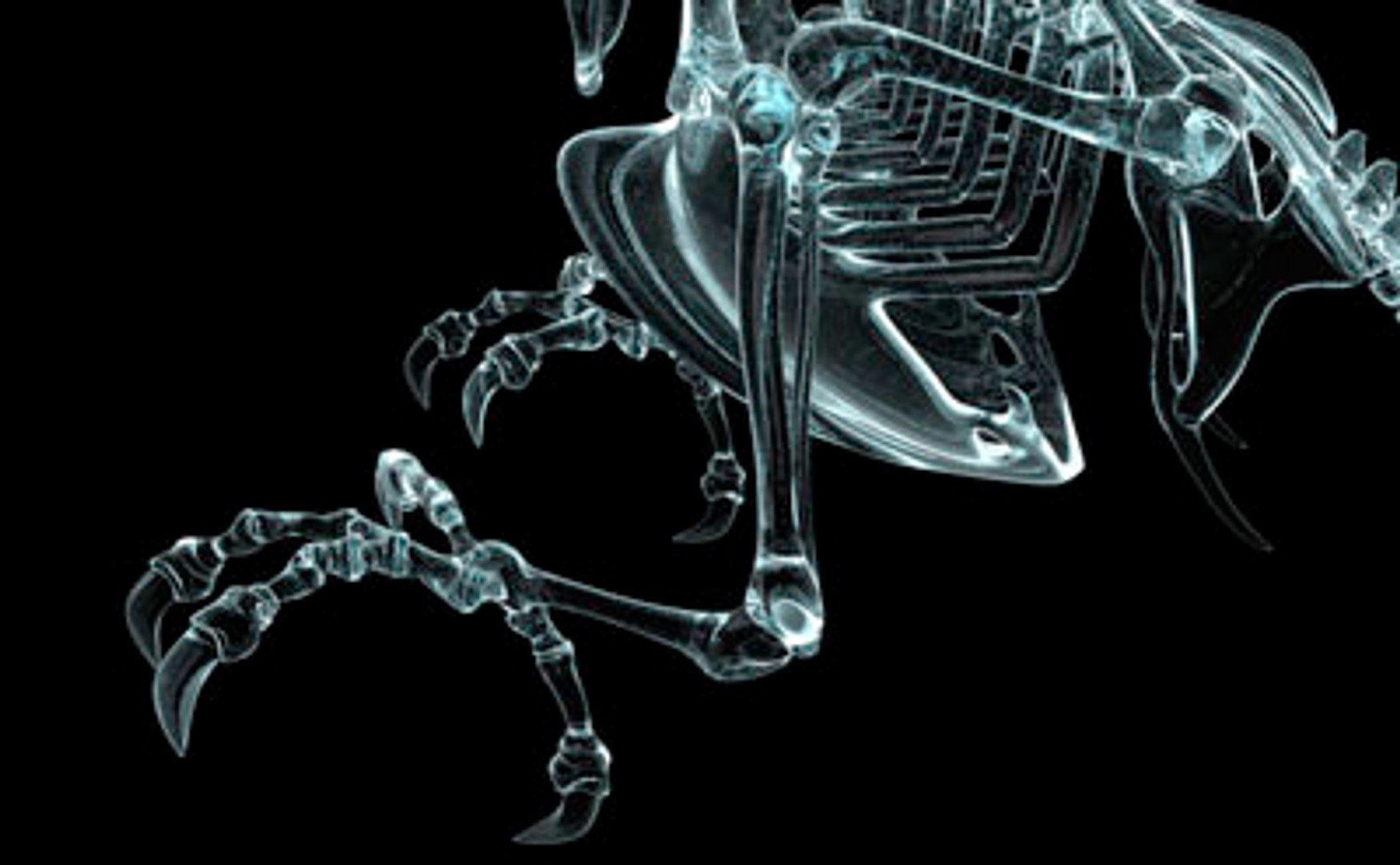 Bird Skeleton C4d