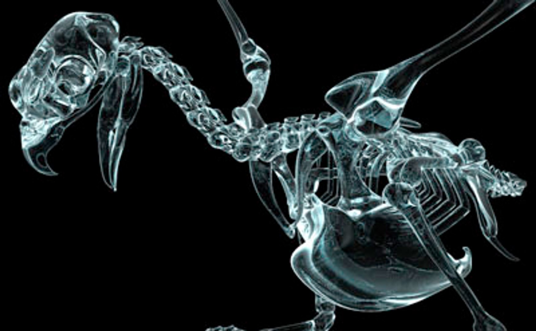 Bird Skeleton C4d