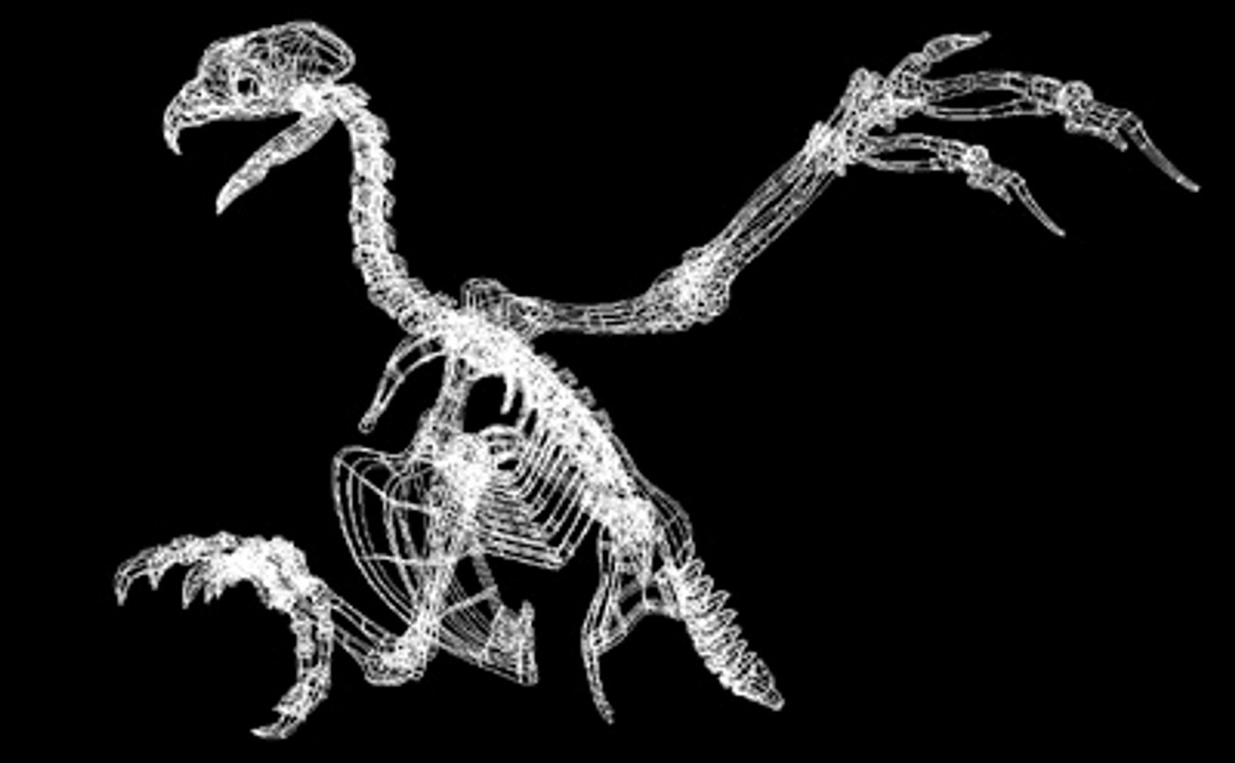 Bird Skeleton C4d