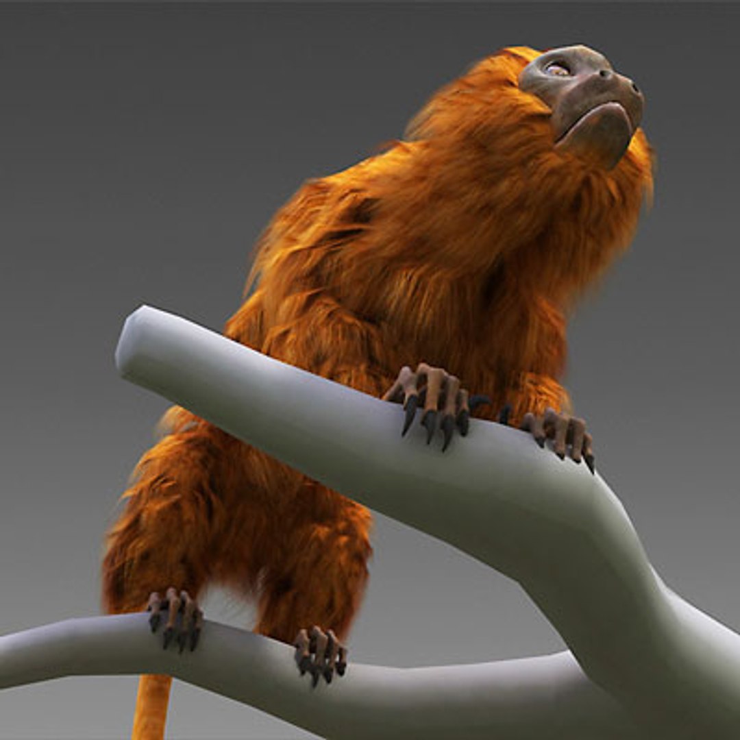 Maya Golden Lion Tamarin Monkey