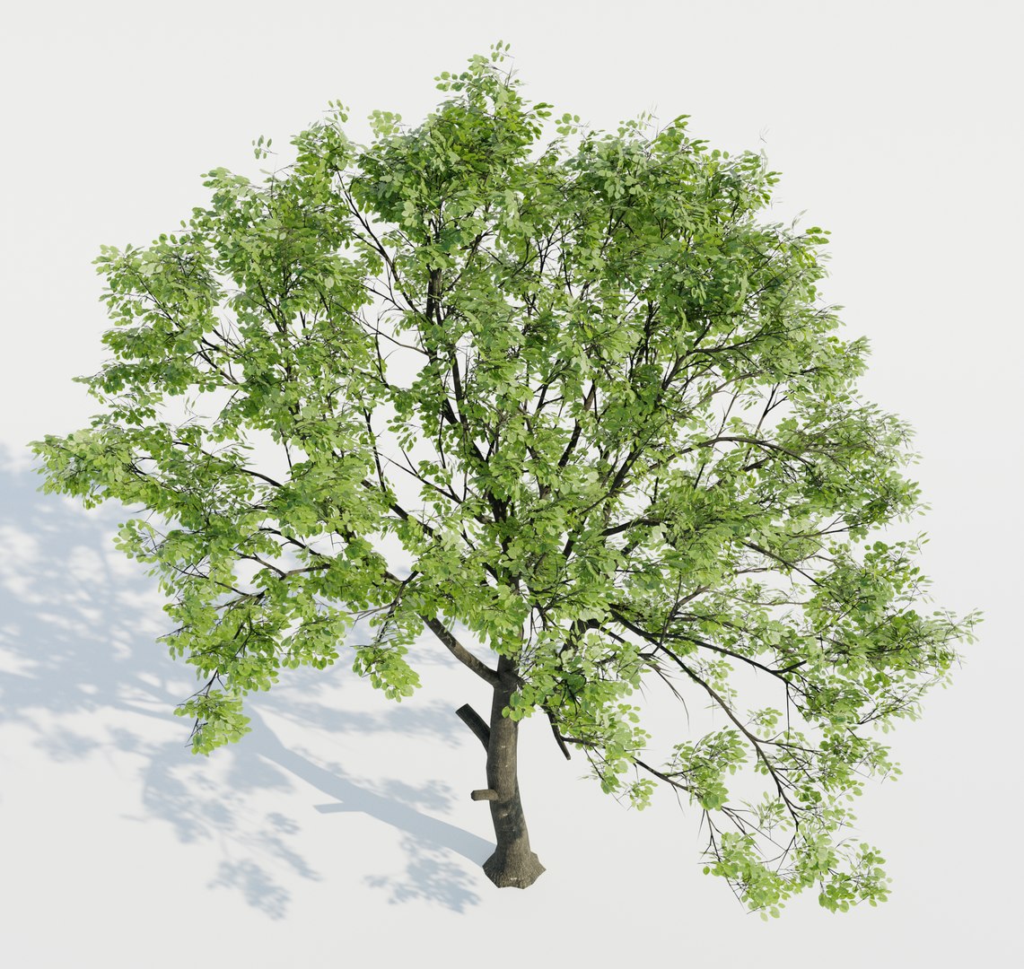 Tree Model - TurboSquid 1620024
