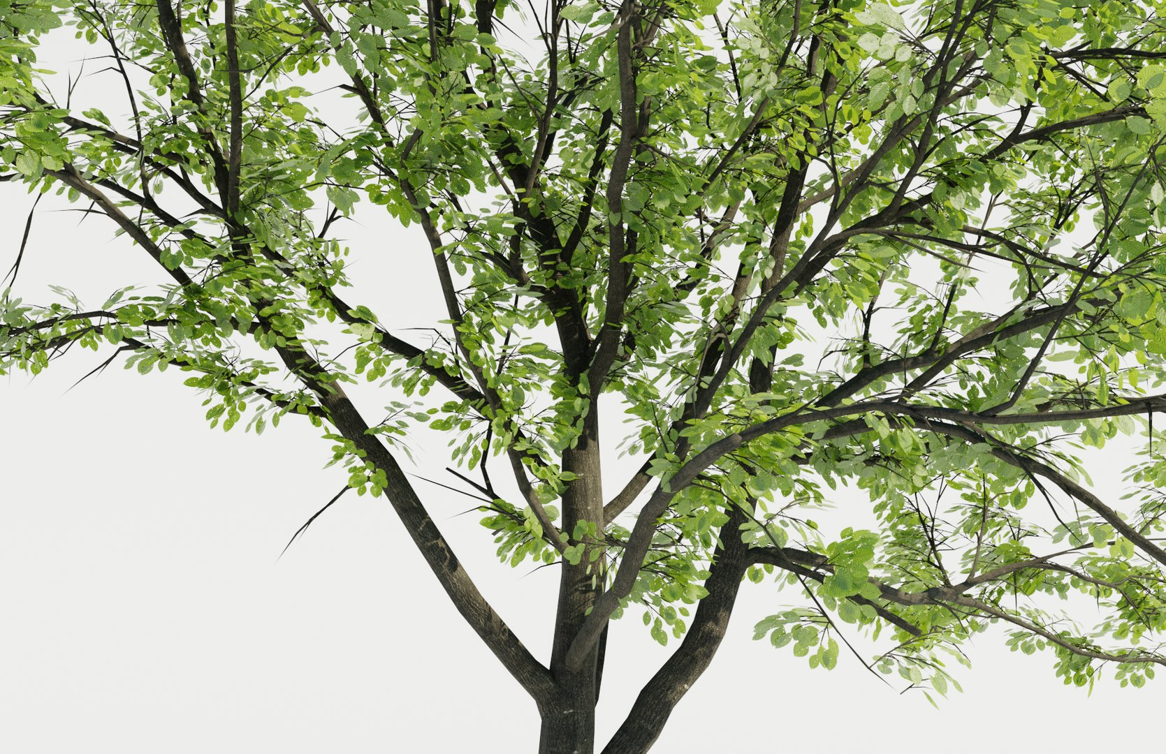 Tree Model - TurboSquid 1620024