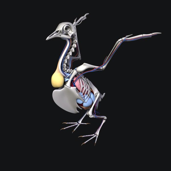 pigeon anatomy skeleton 3d lwo