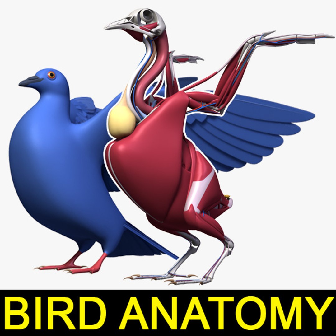 Pigeon Anatomy Loki (Phoebe) | Pimgeon #rainbowpigeon #pigeon #anatomy