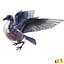 pigeon anatomy skeleton 3d lwo