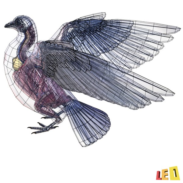 pigeon anatomy skeleton 3d lwo