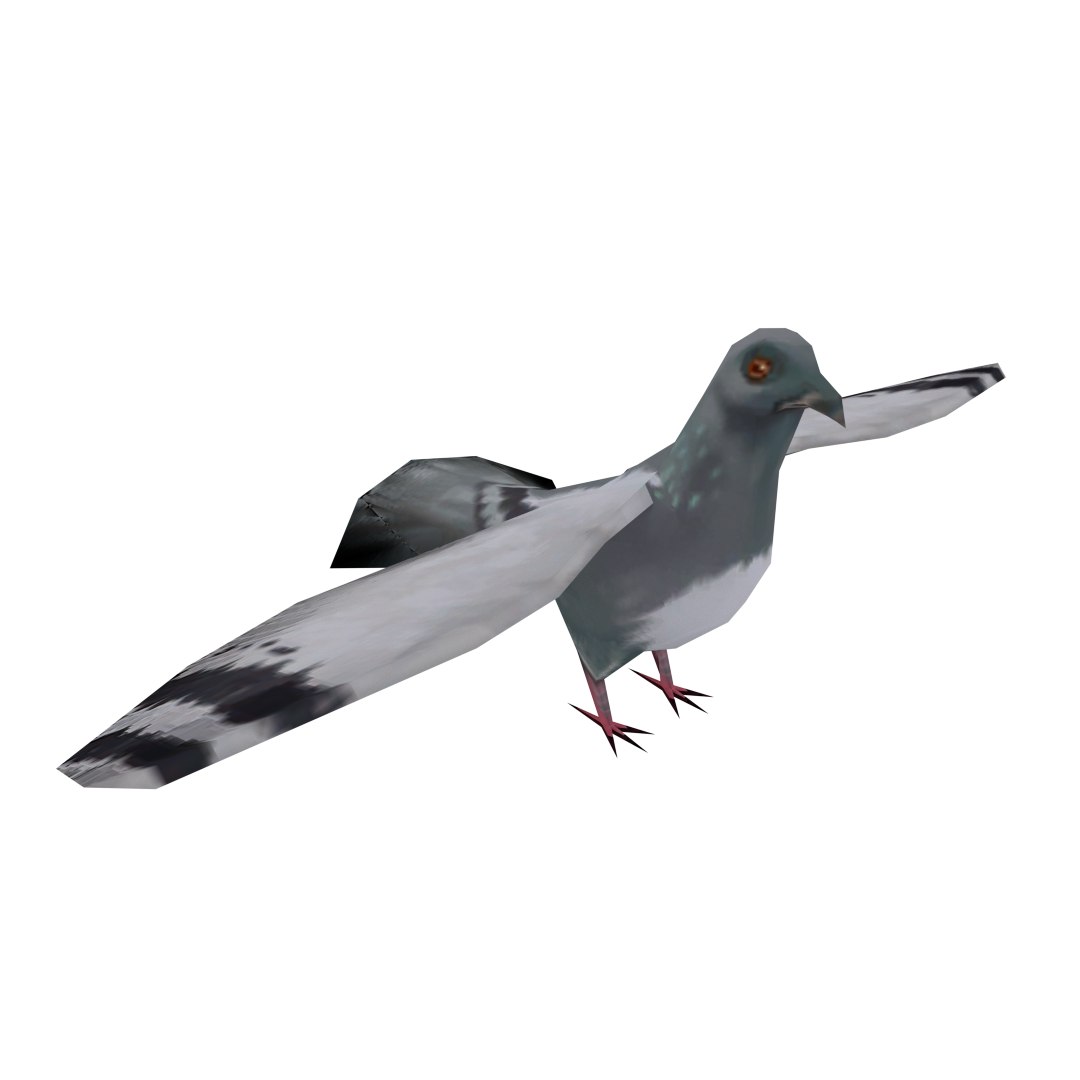 3d Pigeon Model