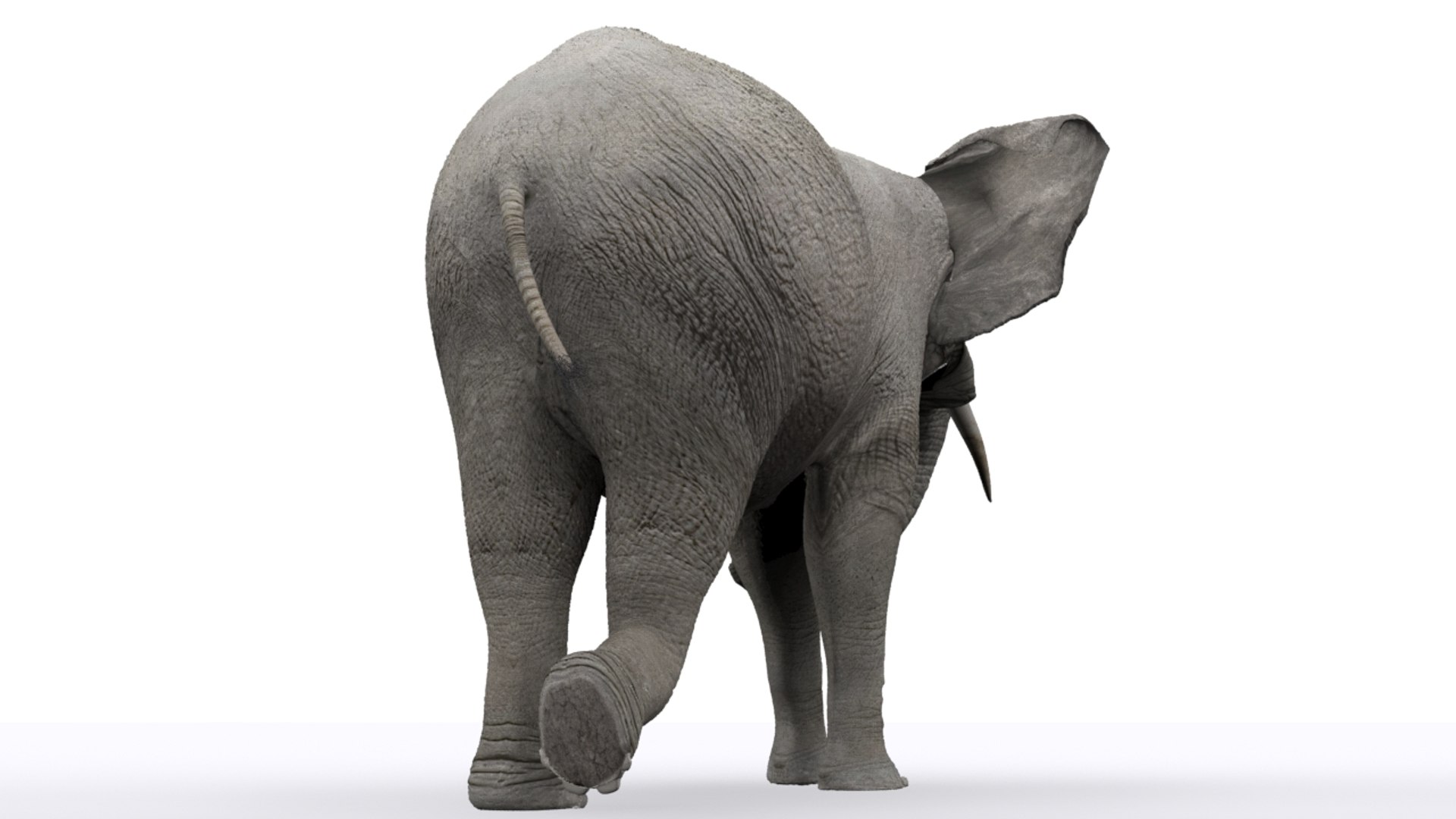 3d Model Rigged Elephant