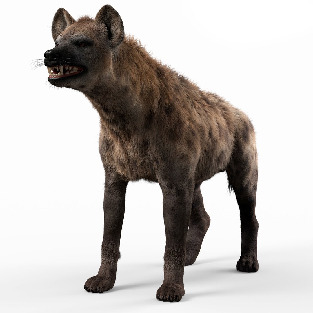 Hyena For Production 3D model - TurboSquid 1828613
