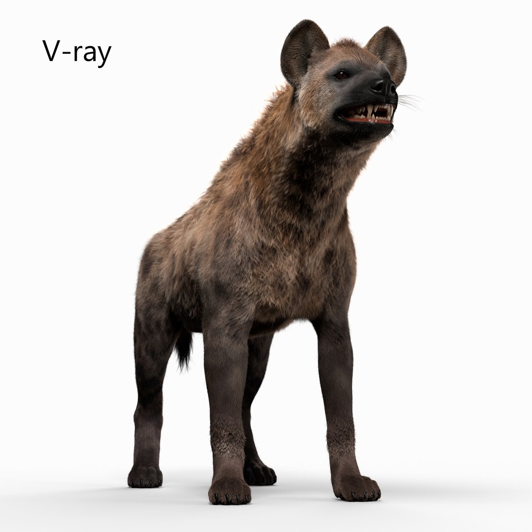 Hyena For Production 3D Model - TurboSquid 1828613