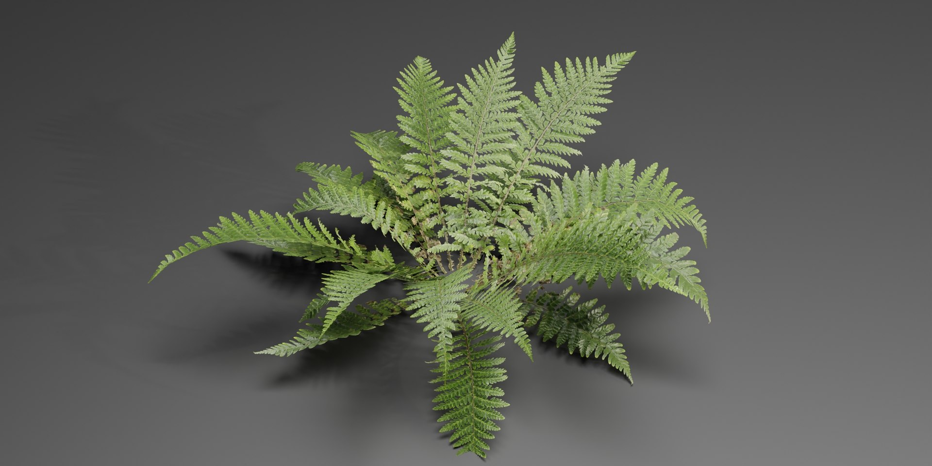 3D Model Low Poly Fern Plants Collection Vol 217-Blender-3dmodel ...