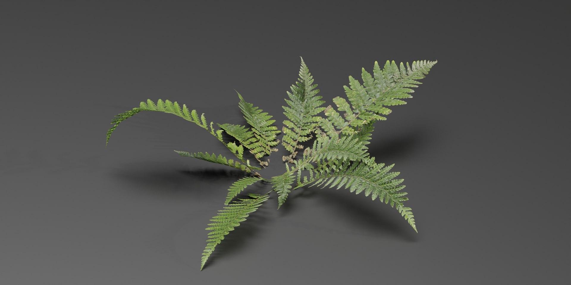 3D model Low Poly Fern Plants Collection vol 217-Blender-3dmodel ...
