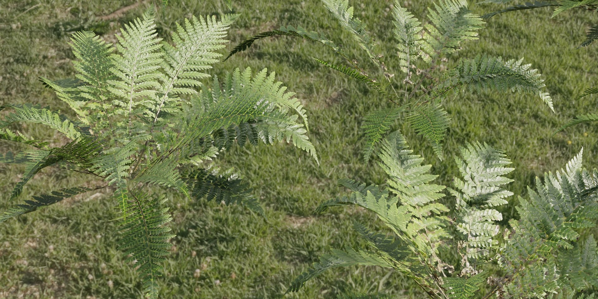 3D Model Low Poly Fern Plants Collection Vol 217-Blender-3dmodel ...