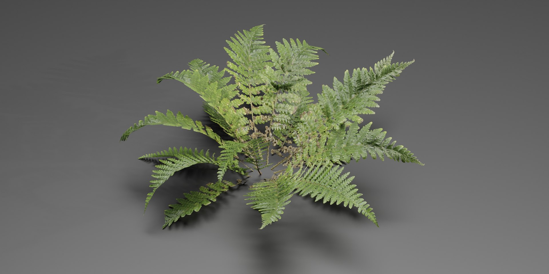 3D Model Low Poly Fern Plants Collection Vol 217-Blender-3dmodel ...