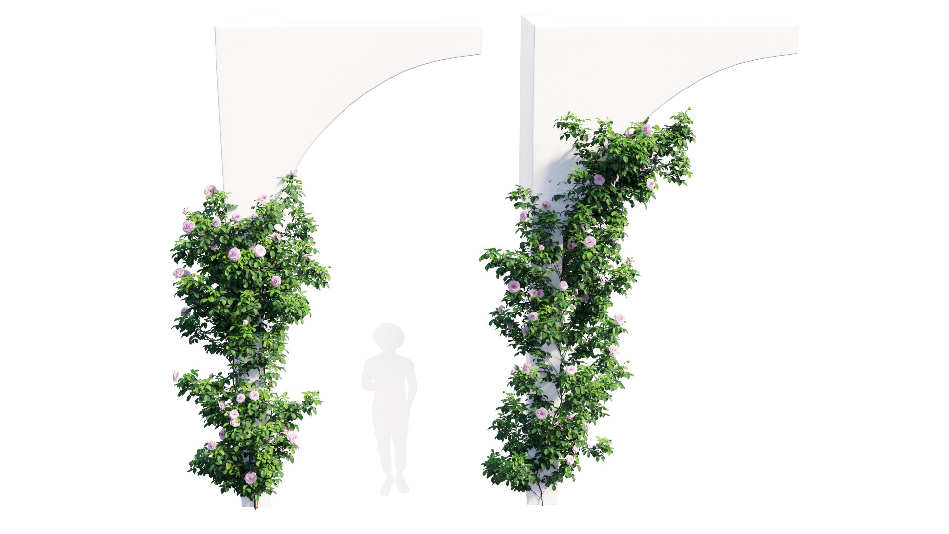 3D Rose Plant Set 67 - TurboSquid 1779846