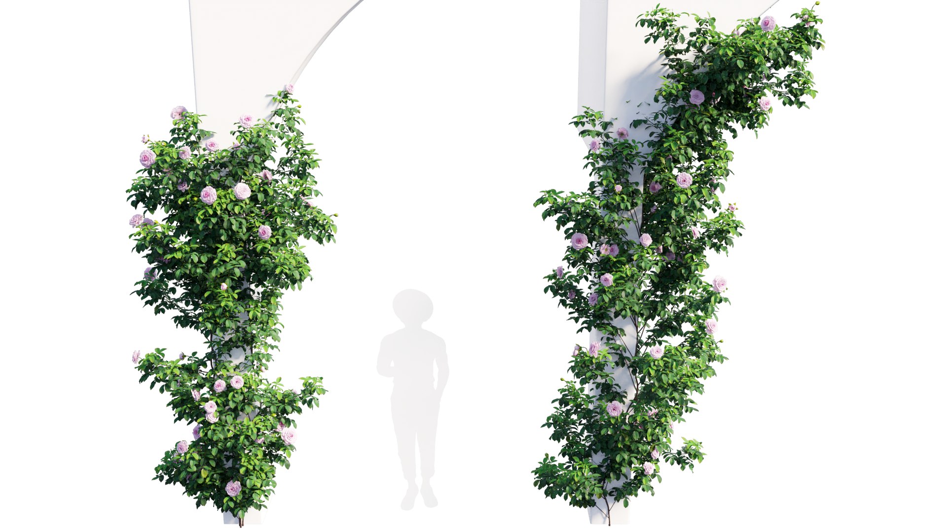 3D Rose Plant Set 67 - TurboSquid 1779846