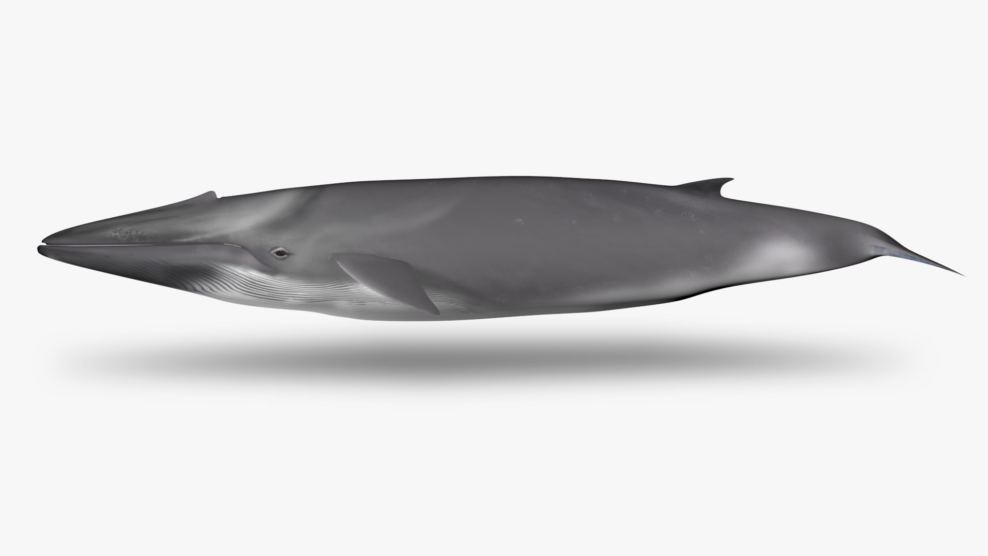 3D Fin Whale Model - TurboSquid 1810435