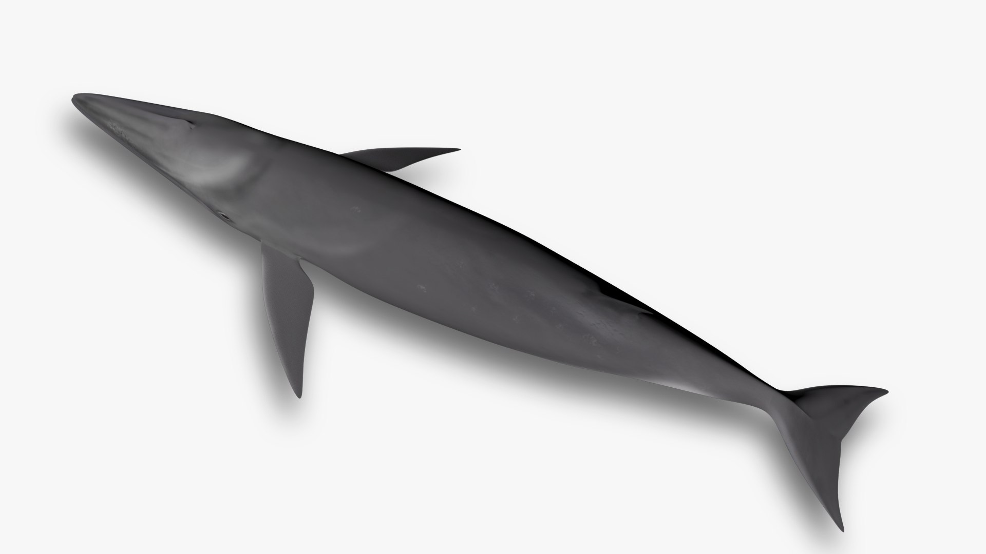 3D Fin Whale Model - TurboSquid 1810435