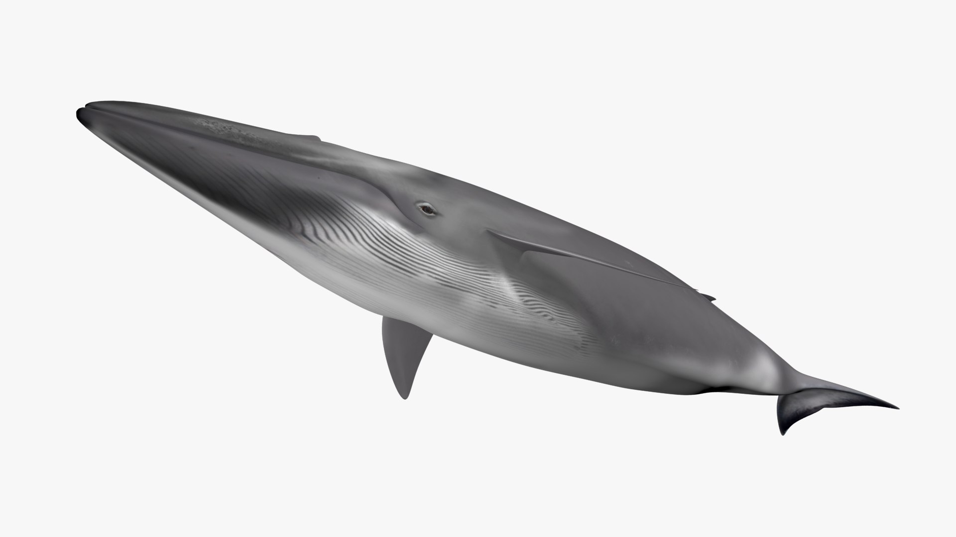 3D Fin Whale Model - TurboSquid 1810435