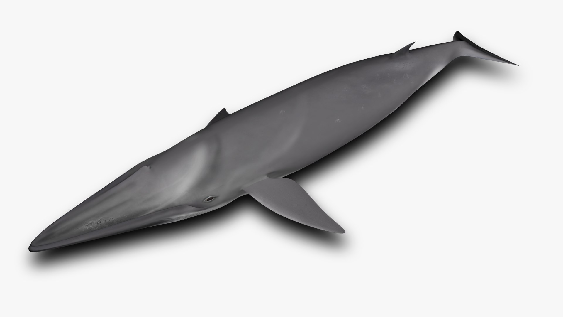 3D Fin Whale Model - TurboSquid 1810435