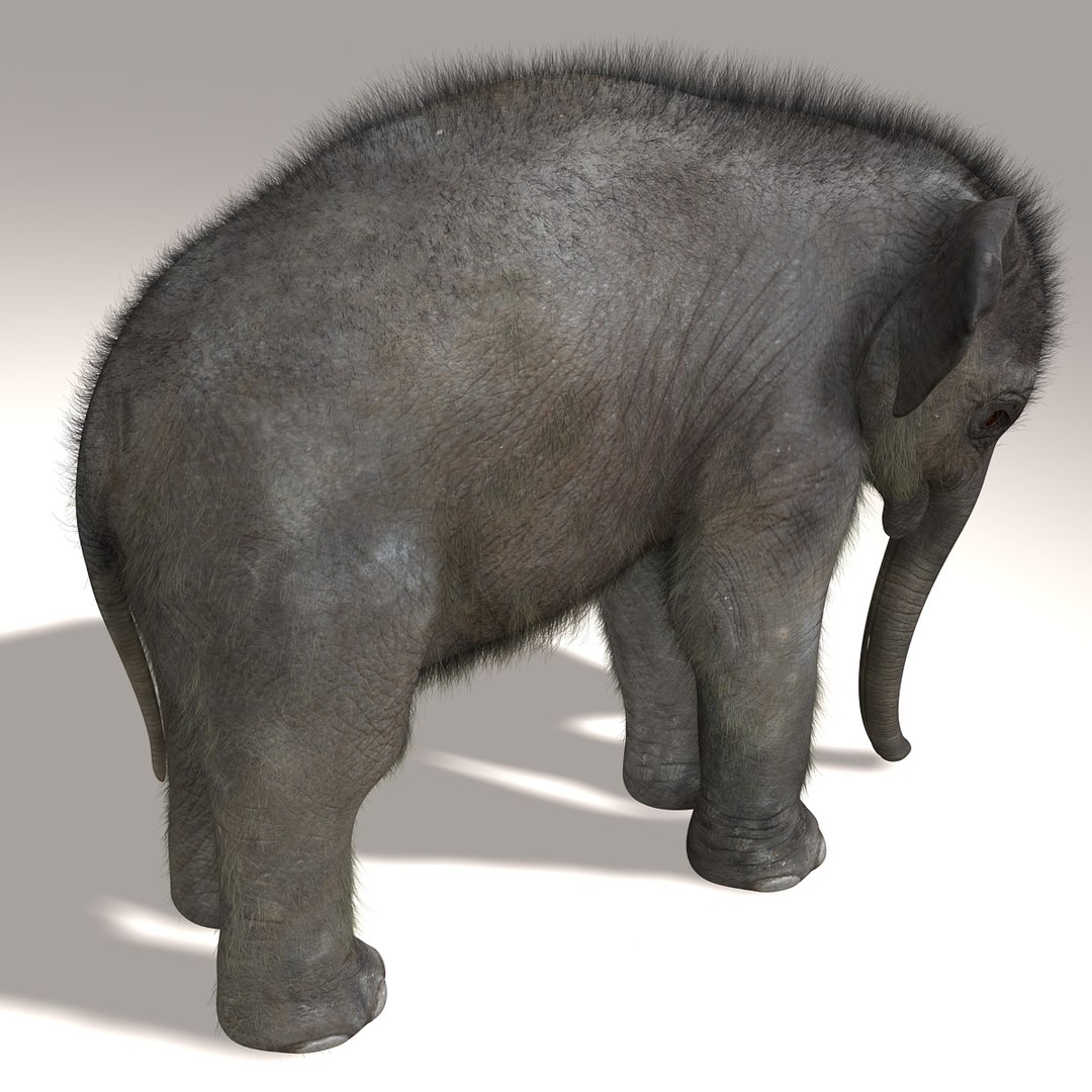 Maya Photorealistic Baby Elephant Fur