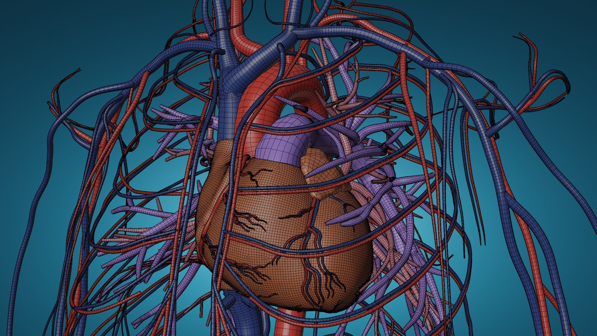 3D Cardiovascular System Skeletal Skeleton Human Body Skin Heat Anatomy ...