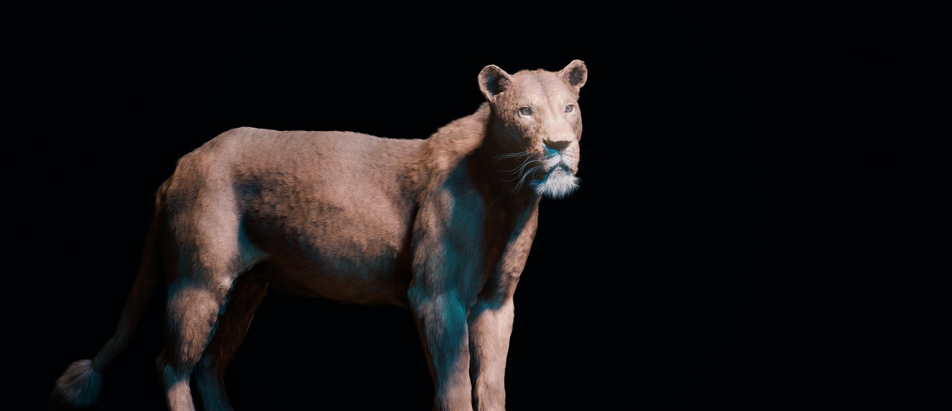 Young Lion Photorealistic Rigged 3d Blender 4K Model Model - TurboSquid ...