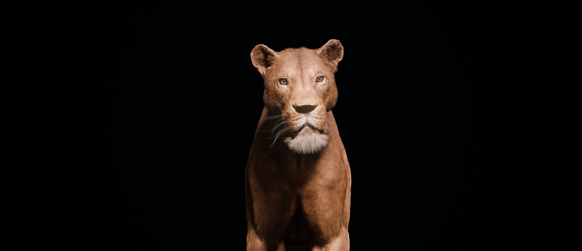Young Lion Photorealistic Rigged 3d Blender 4K Model Model - TurboSquid ...