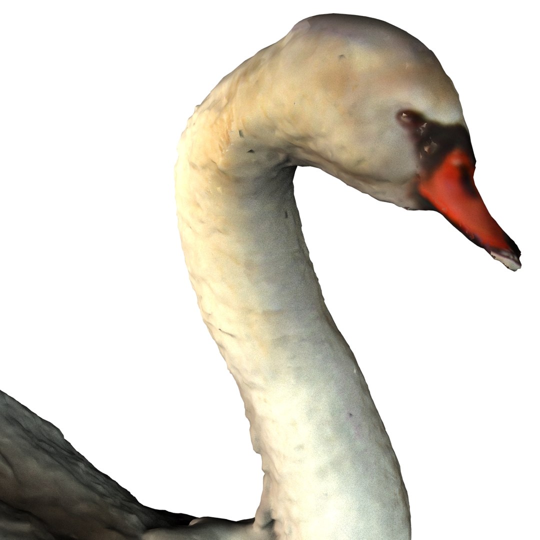 Max Bird