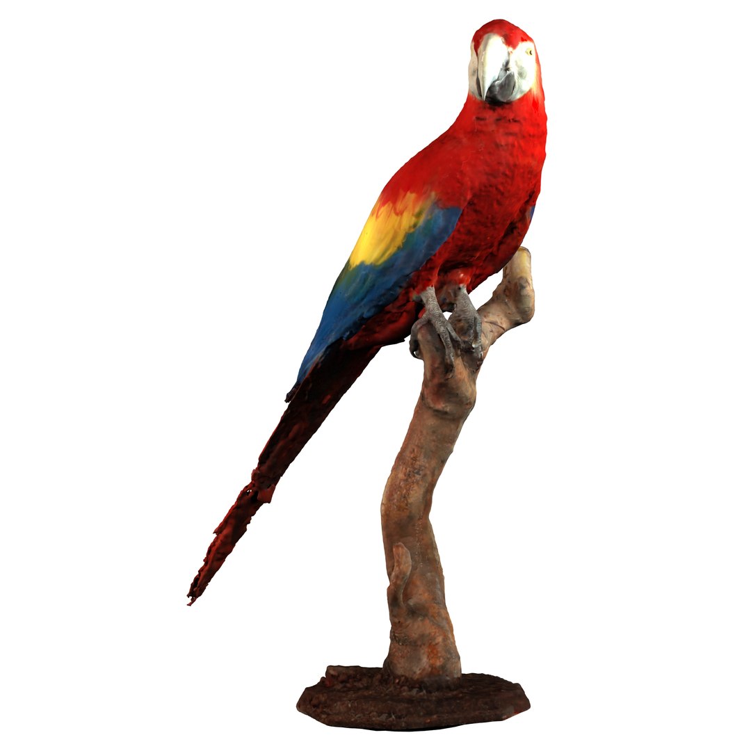 Max Bird
