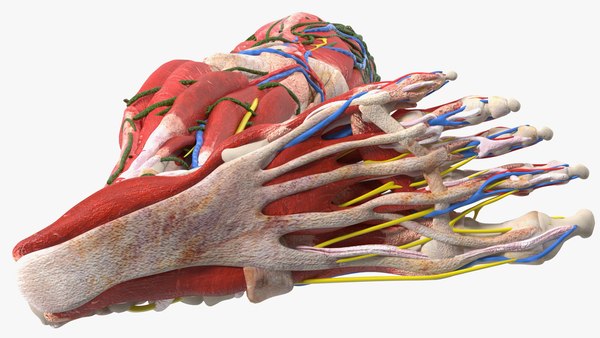 3D Young Man Anatomy Right Leg model - TurboSquid 1838624