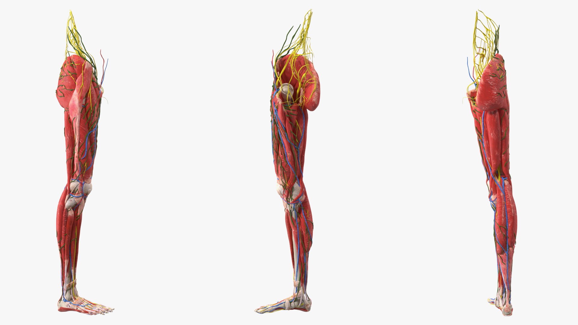 3D Young Man Anatomy Right Leg model - TurboSquid 1838624