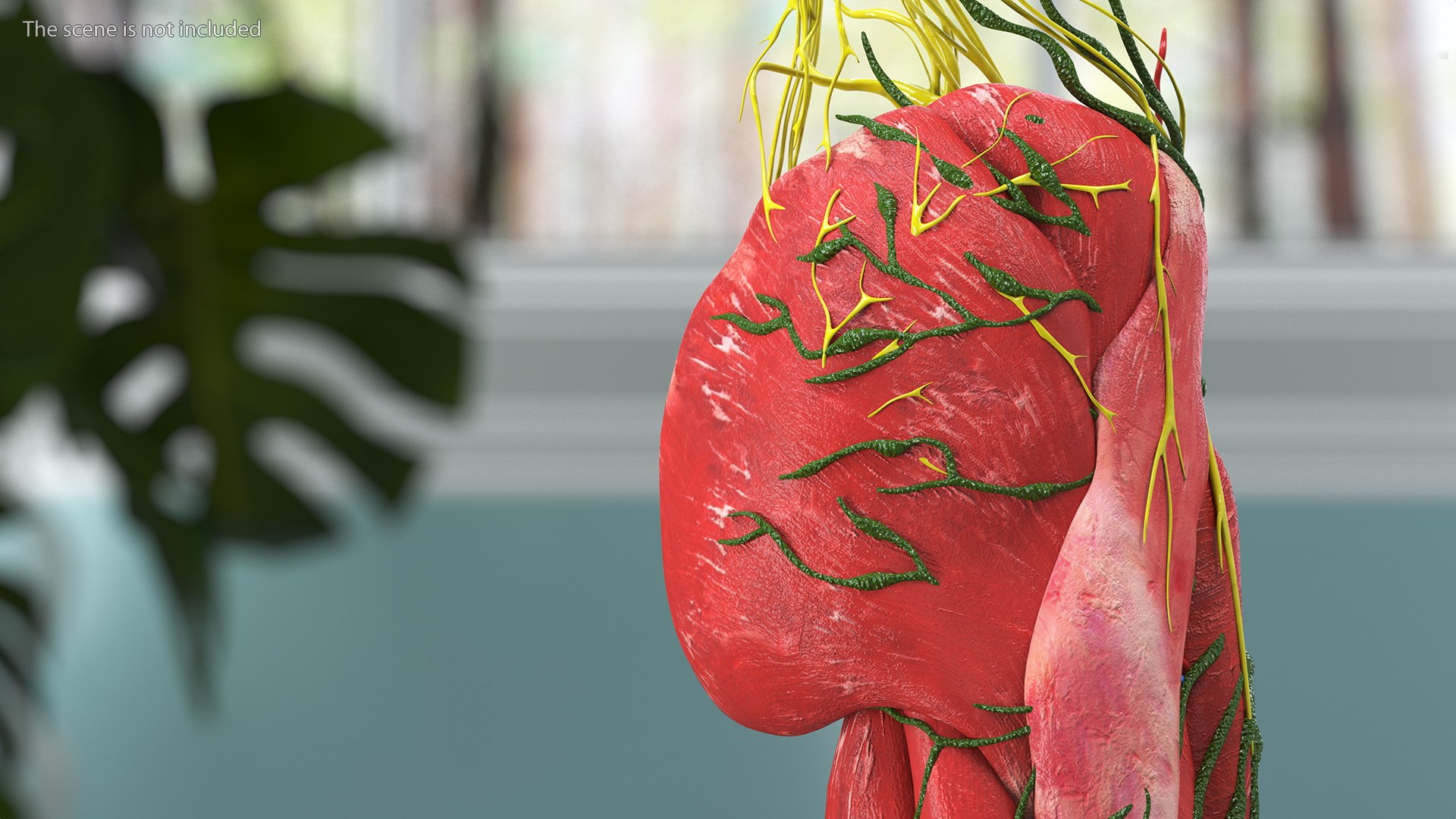 3D Young Man Anatomy Right Leg model - TurboSquid 1838624