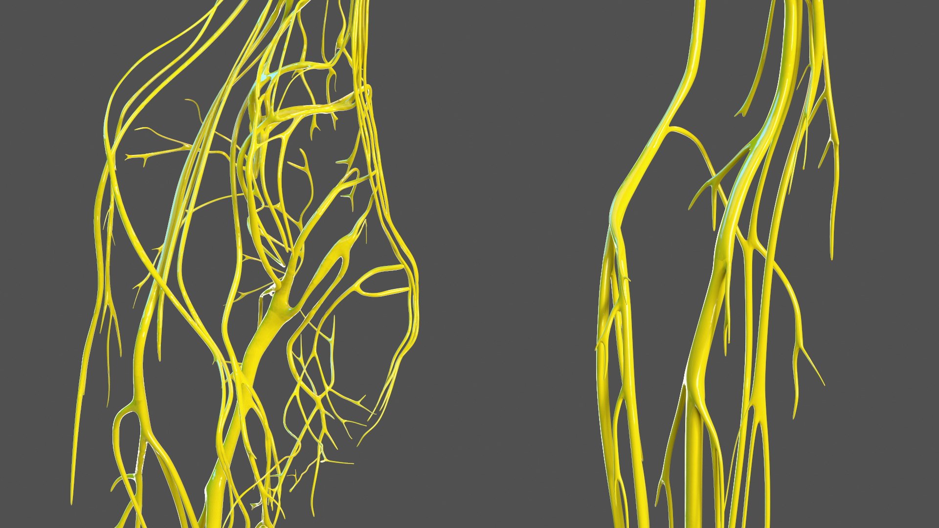 3D Young Man Anatomy Right Leg model - TurboSquid 1838624