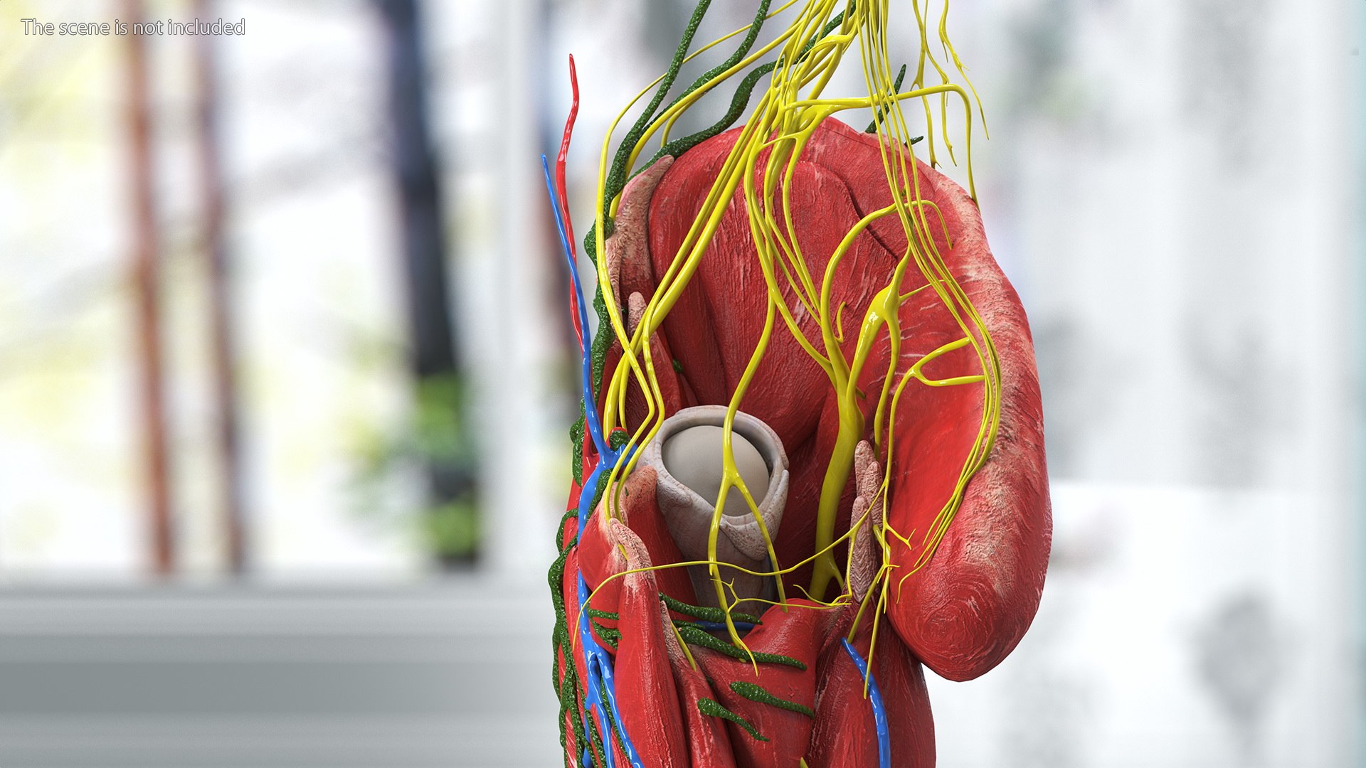 3D Young Man Anatomy Right Leg model - TurboSquid 1838624